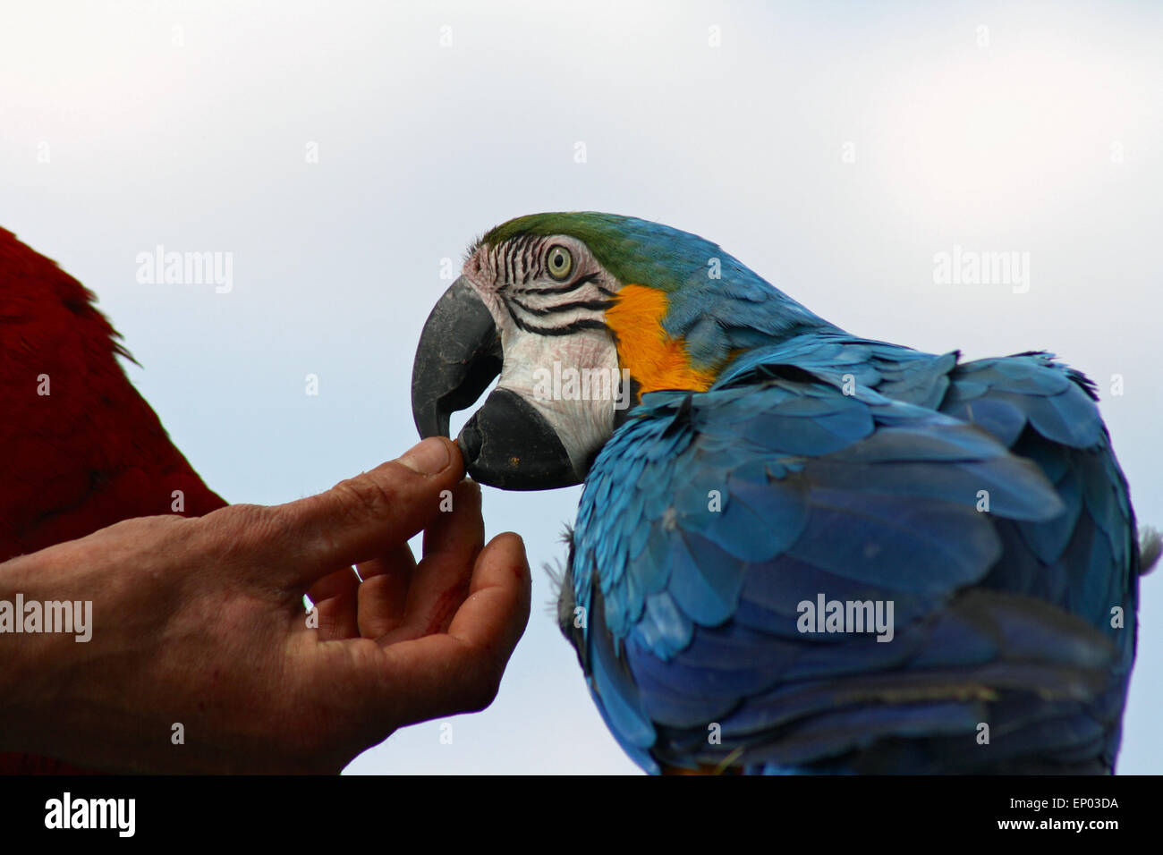 Hand fed hi-res stock photography and images - Alamy