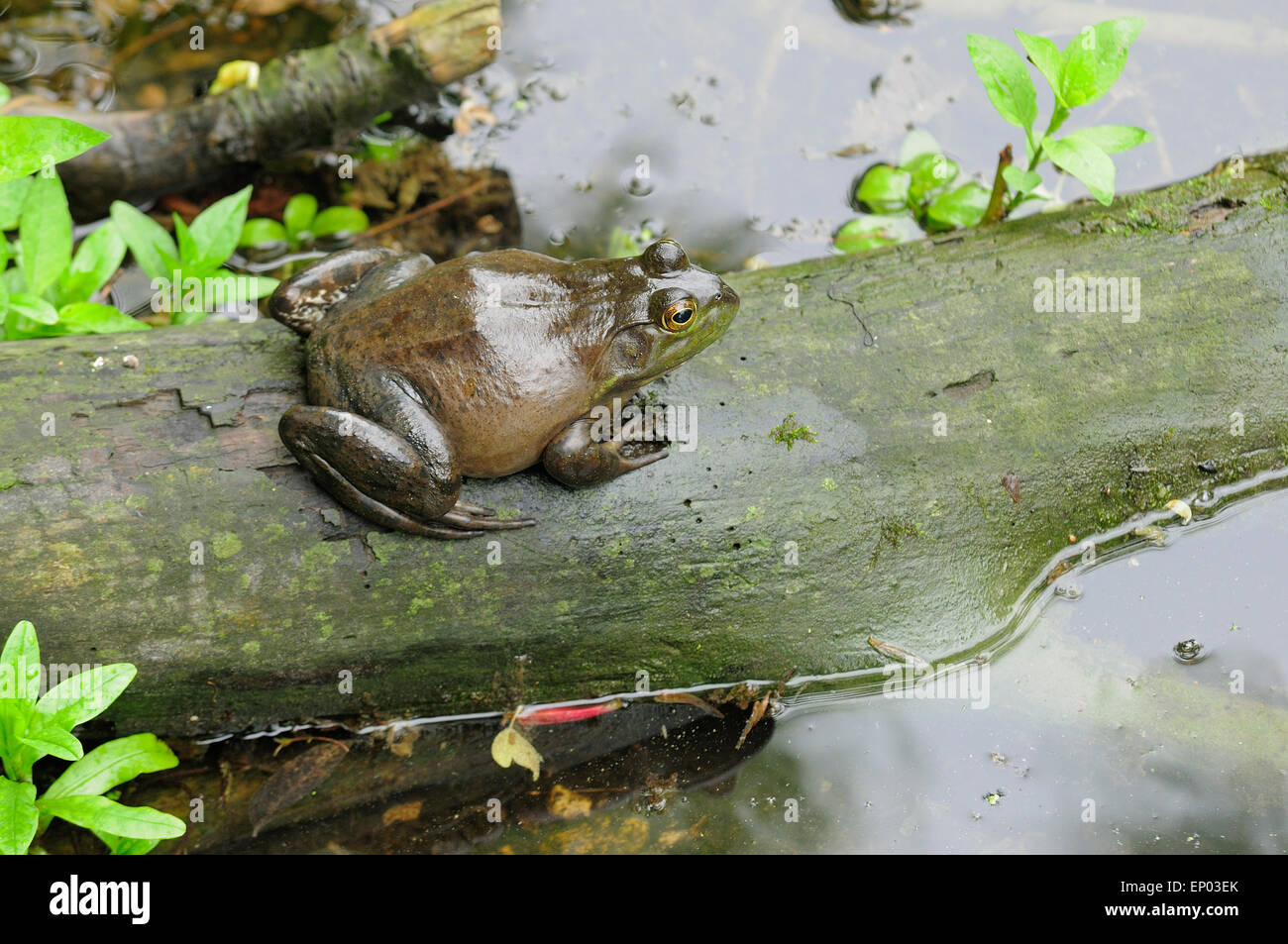 Large Bull Frog sitting on river log. (Rana catesbeiana Stock Photo - Alamy