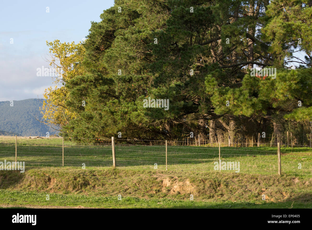 Yarra Ranges National Park Stock Photo - Alamy