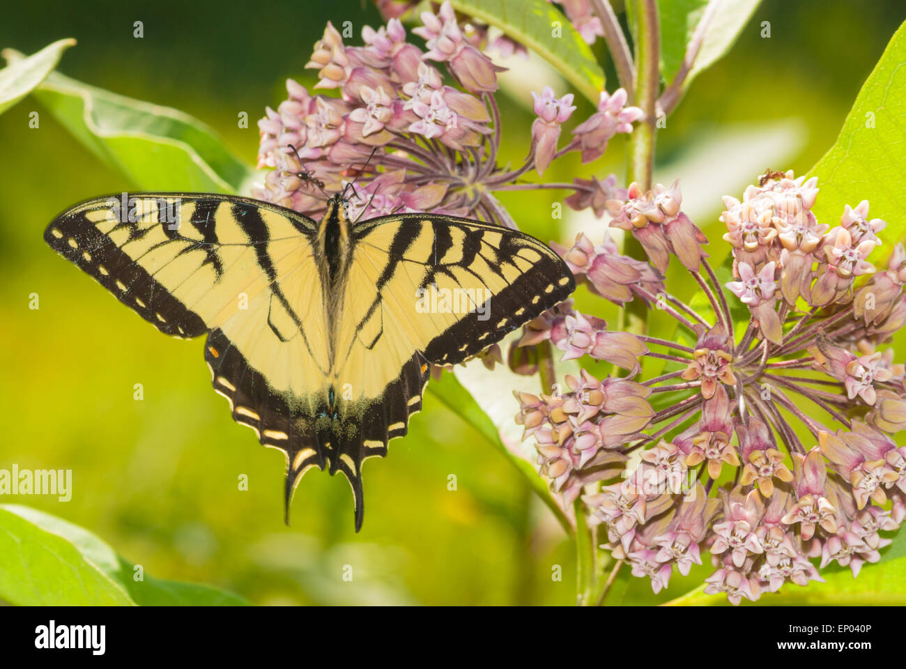 Eastern tiger swallowtail butterfly, Papilio glaucus, feeding from ...