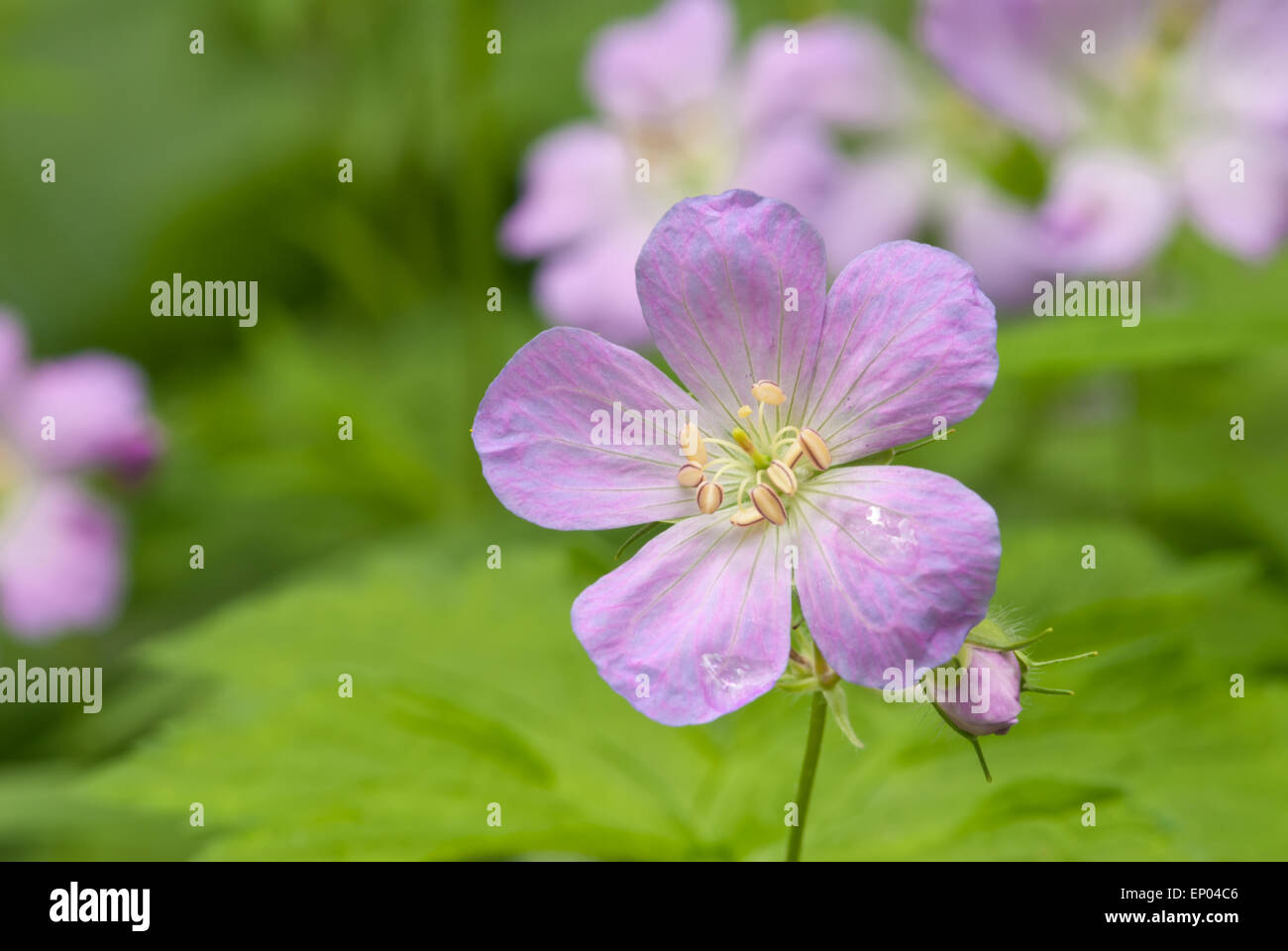 Spotted cranesbill geranium, Geranium maculatum, growing in Parrots Bay ...