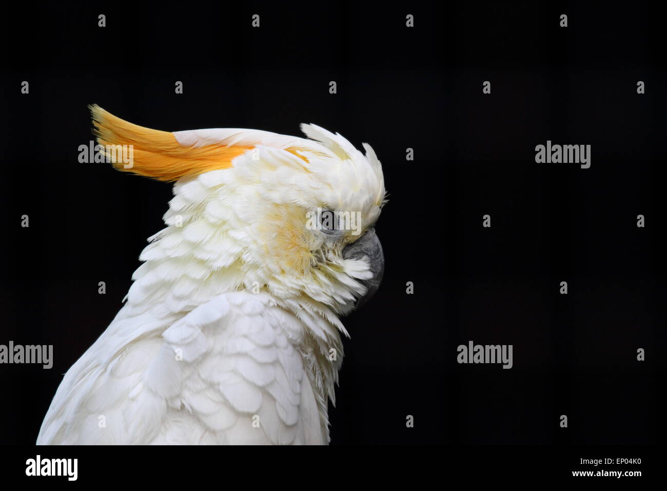 Parrot in environment hi-res stock photography and images - Alamy