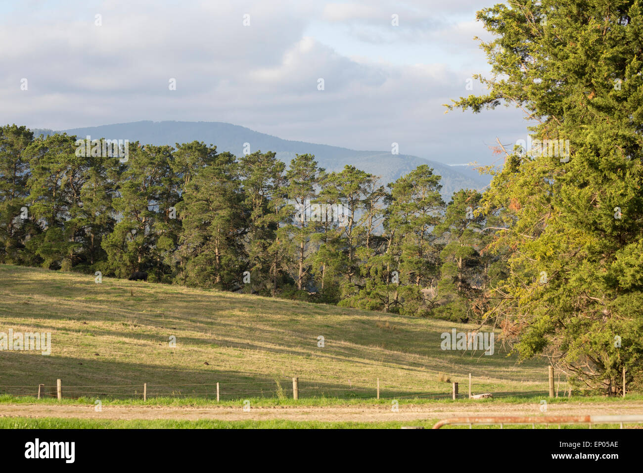 Yarra Ranges National Park Stock Photo - Alamy