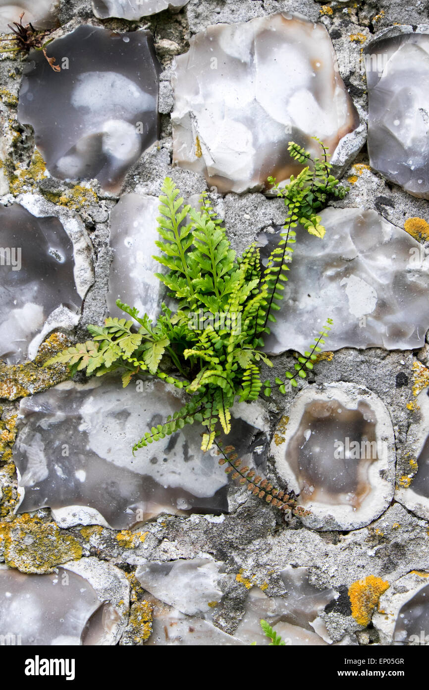 Fern like plant growing out of Flint stone wall with Lichen Stock Photo ...