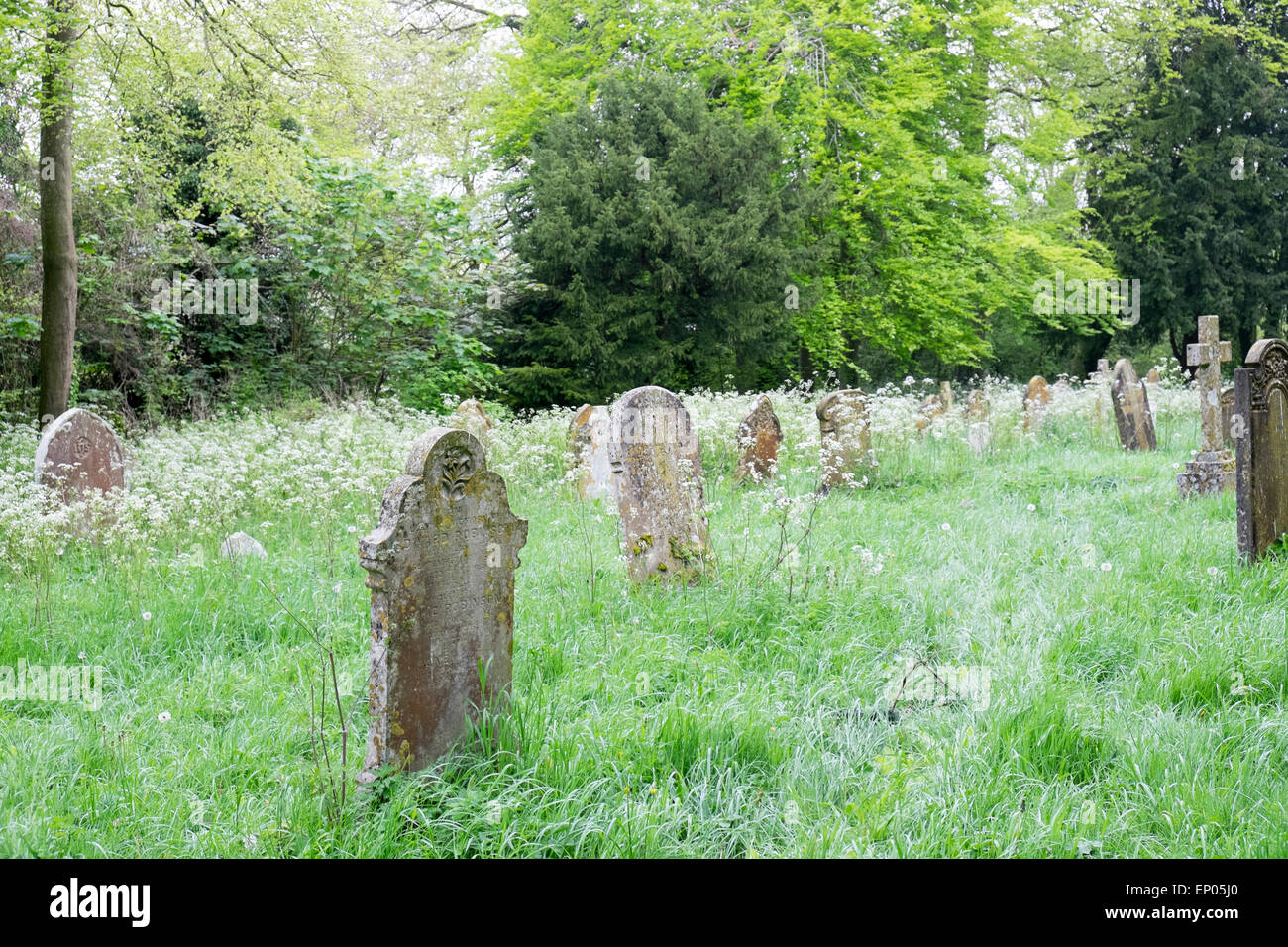 Old gravestones in an overgrown cemetery Stock Photo - Alamy