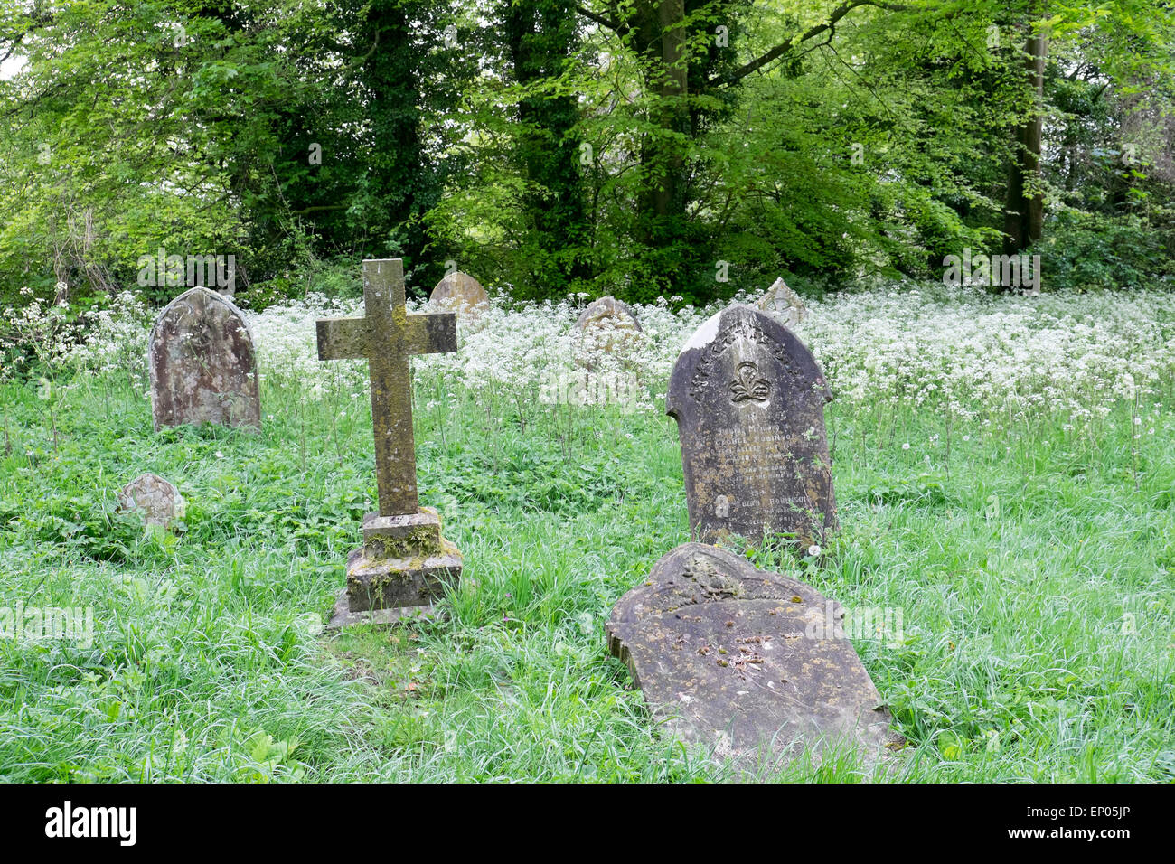 Old gravestones in an overgrown cemetery Stock Photo - Alamy