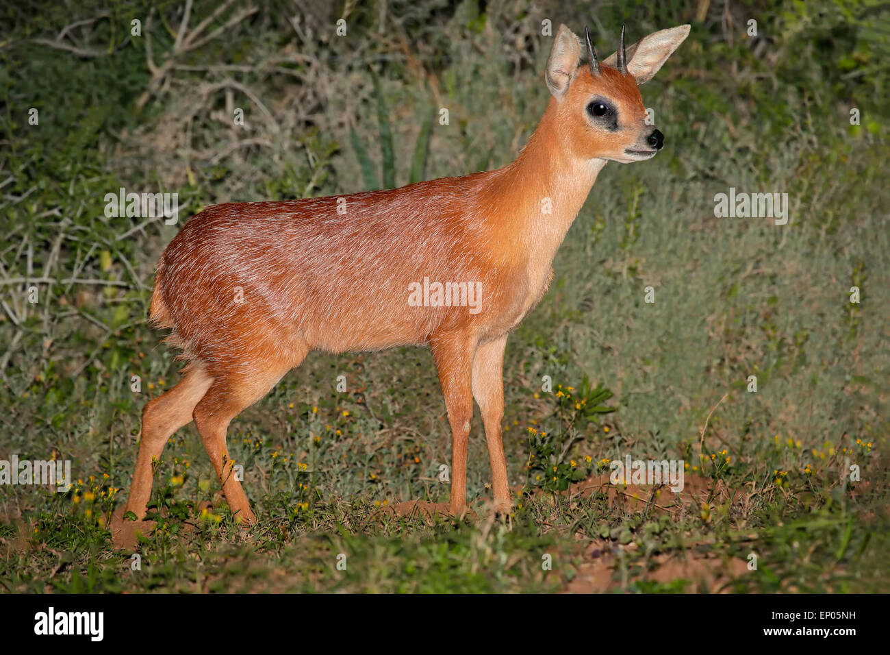 A rare Cape grysbok antelope (Raphicerus melanotis), South Africa Stock ...