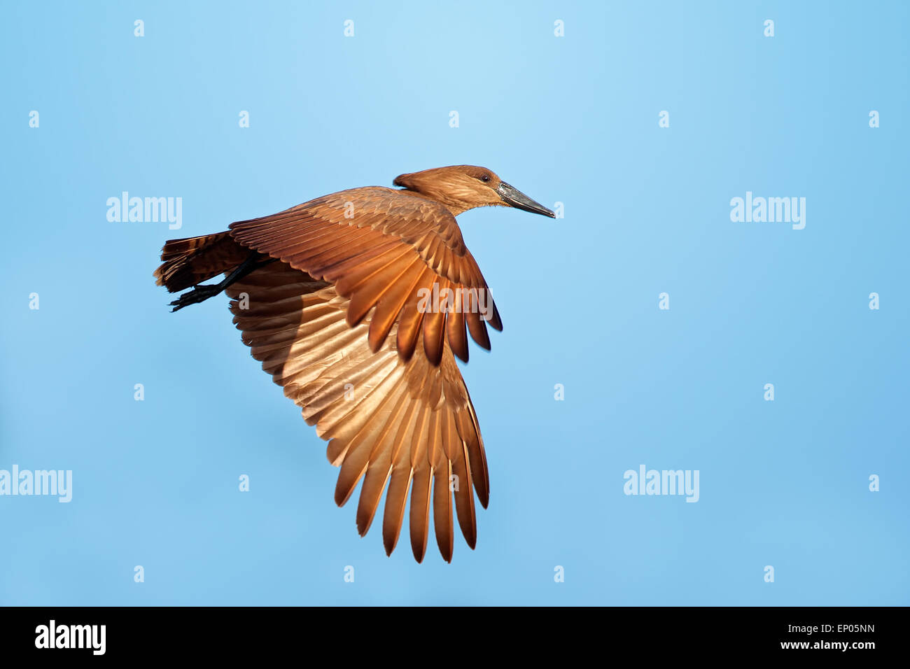 Hamerkop bird (Scopus umbretta) in flight with outstretched wings ...