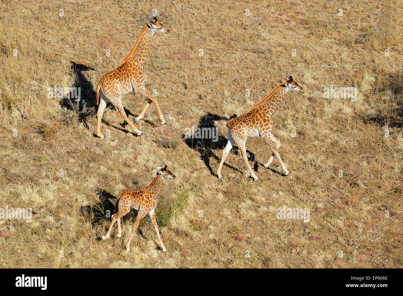 Aerial view of running giraffes (Giraffa camelopardalis), South Africa ...