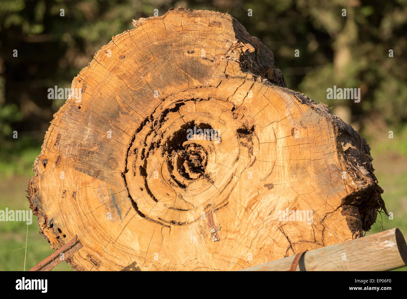Large cut down tree log Stock Photo - Alamy