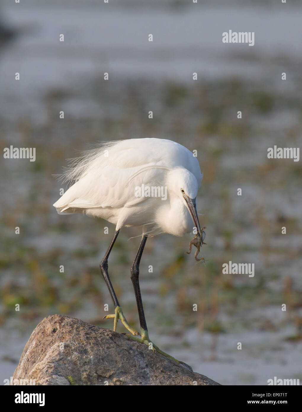beautiful specimen of egret photographed while hunting a frog in its ...