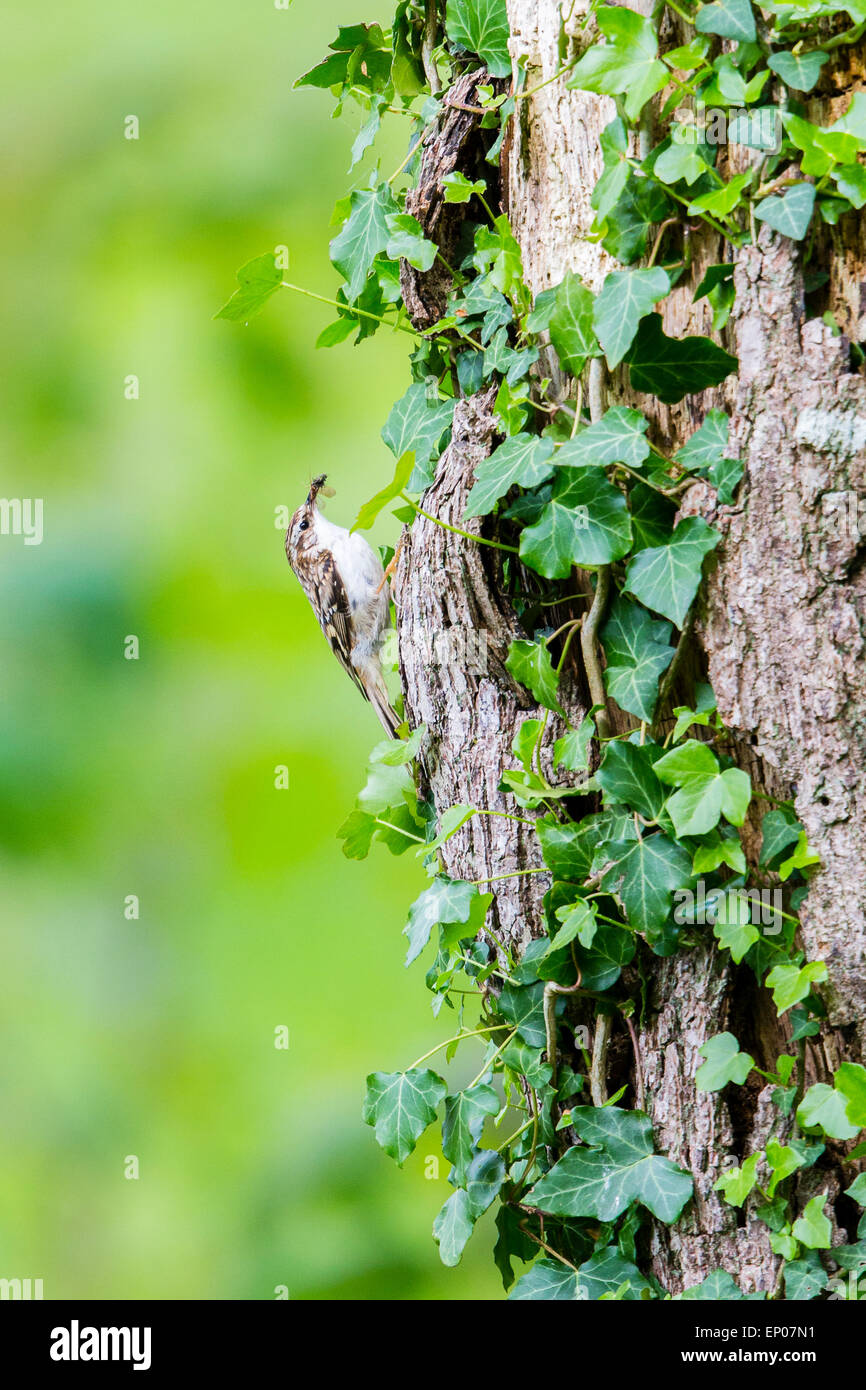 Tree creeper at it's nest in Ynyshir RSPB reserve, Ceredigion Stock ...