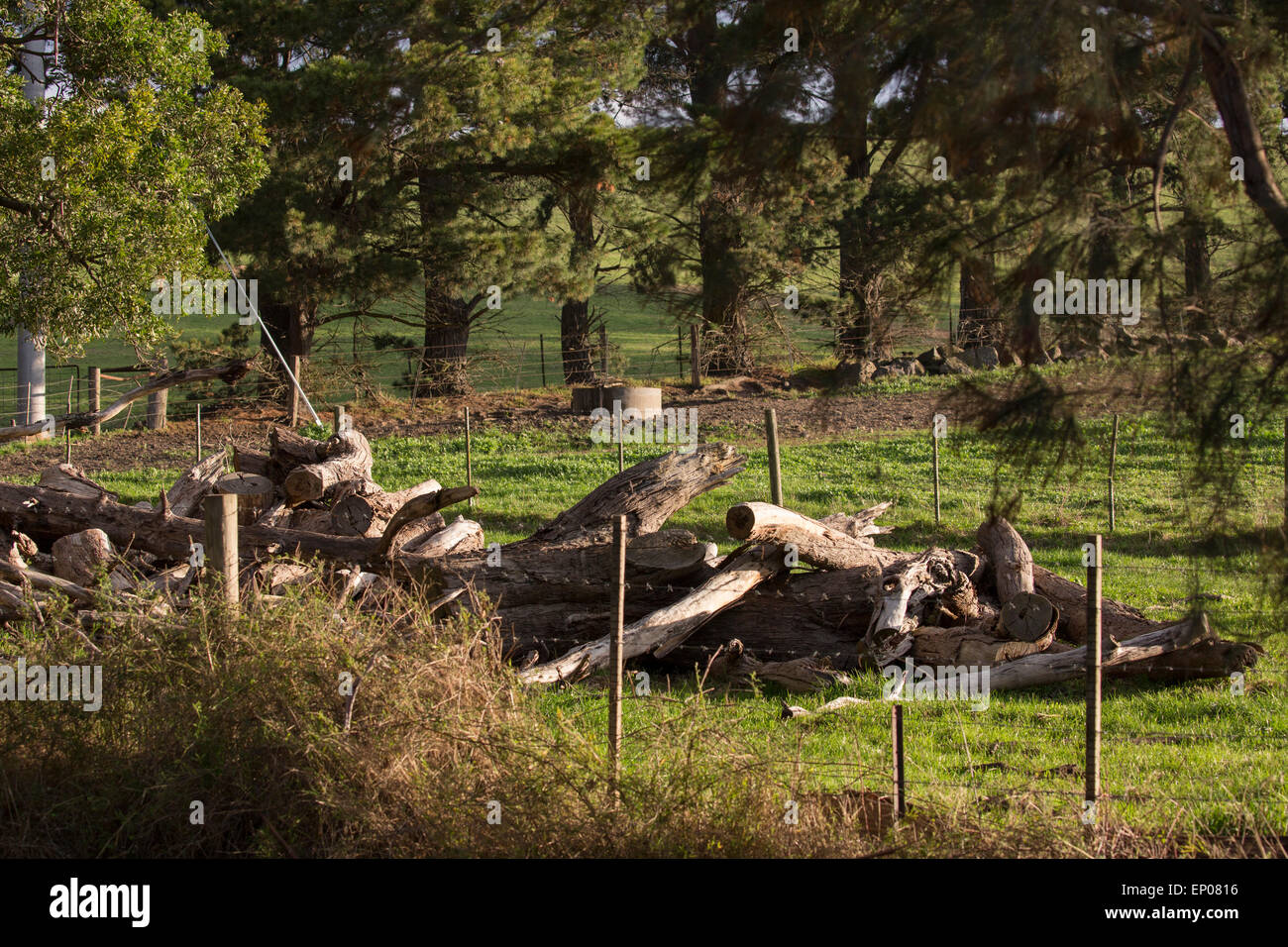 Cut down tree hi-res stock photography and images - Alamy