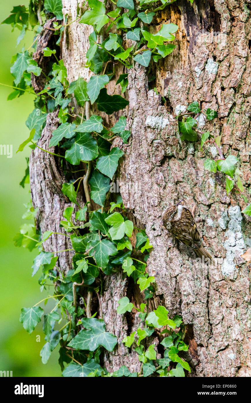 Tree creeper uk hi-res stock photography and images - Alamy