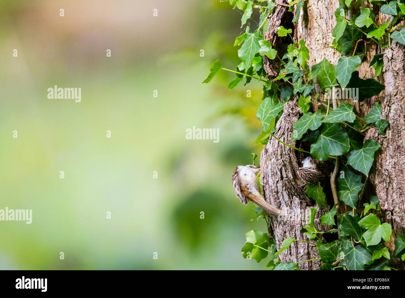 Tree creeper at it's nest in Ynyshir RSPB reserve, Ceredigion Stock ...