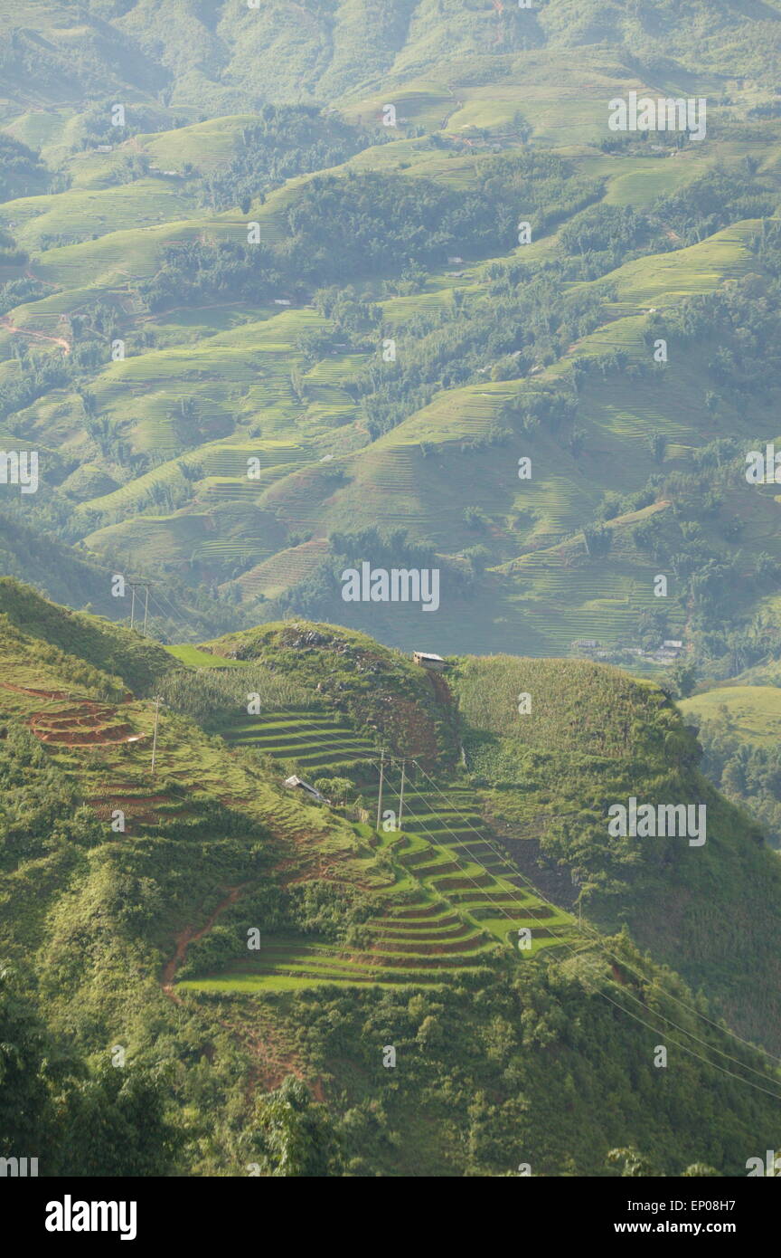 Rice fields in the Sapa area in Vietnam Stock Photo - Alamy