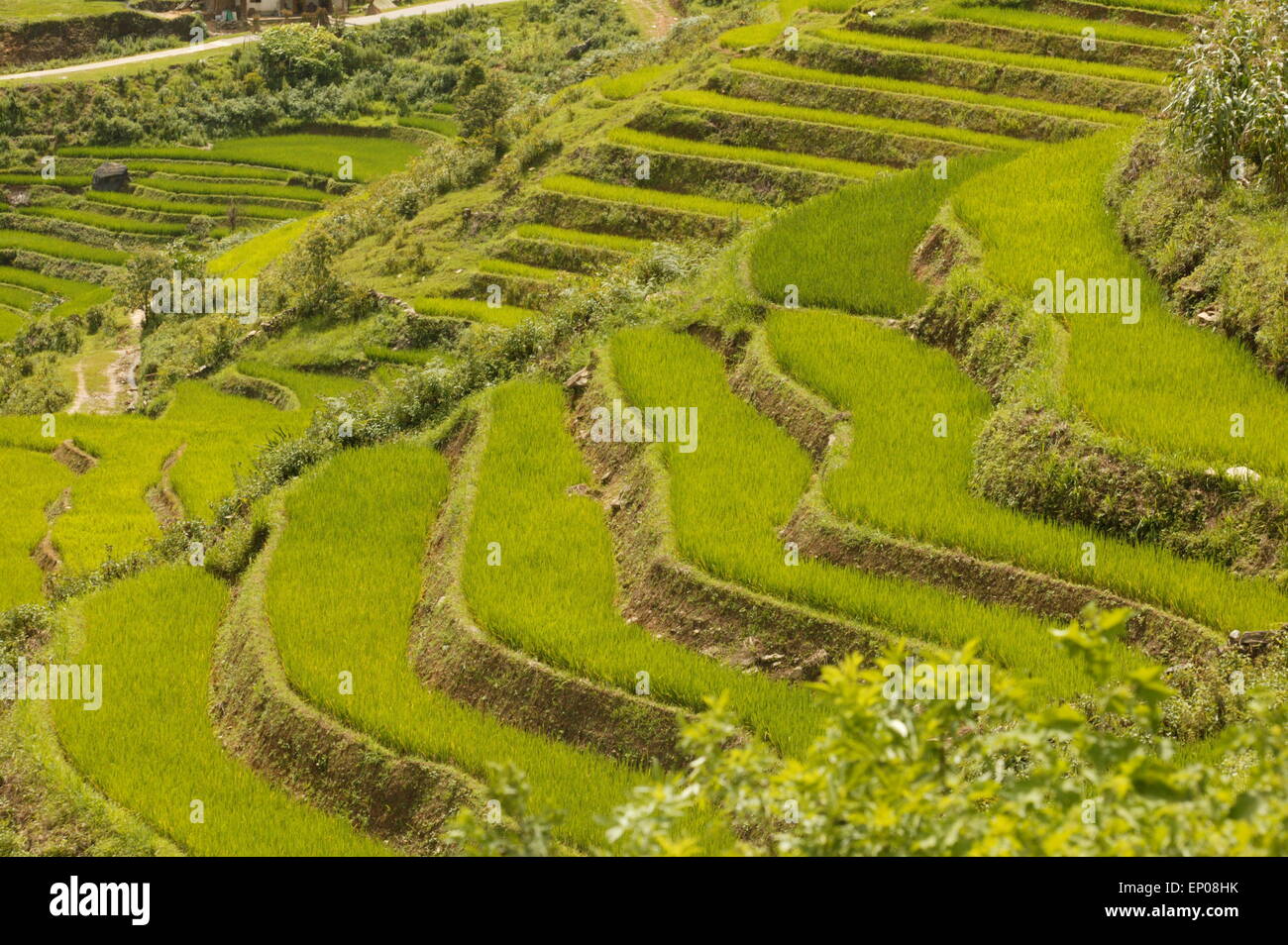 Rice fields in the Sapa area in Vietnam Stock Photo - Alamy