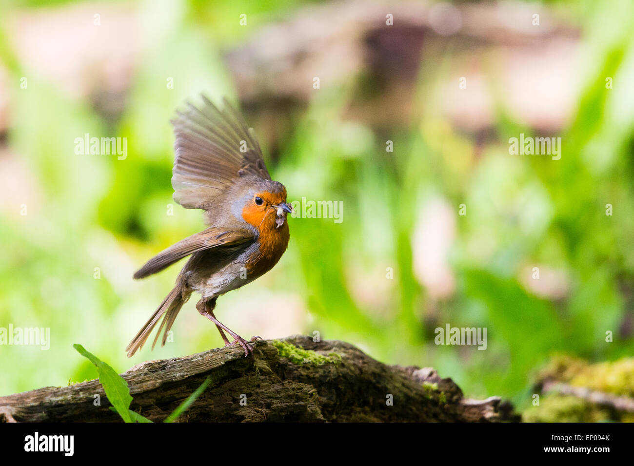 A Robin (Erithacus rubecula) at Ynyshir RSPB reserve, Ceredigion Stock ...