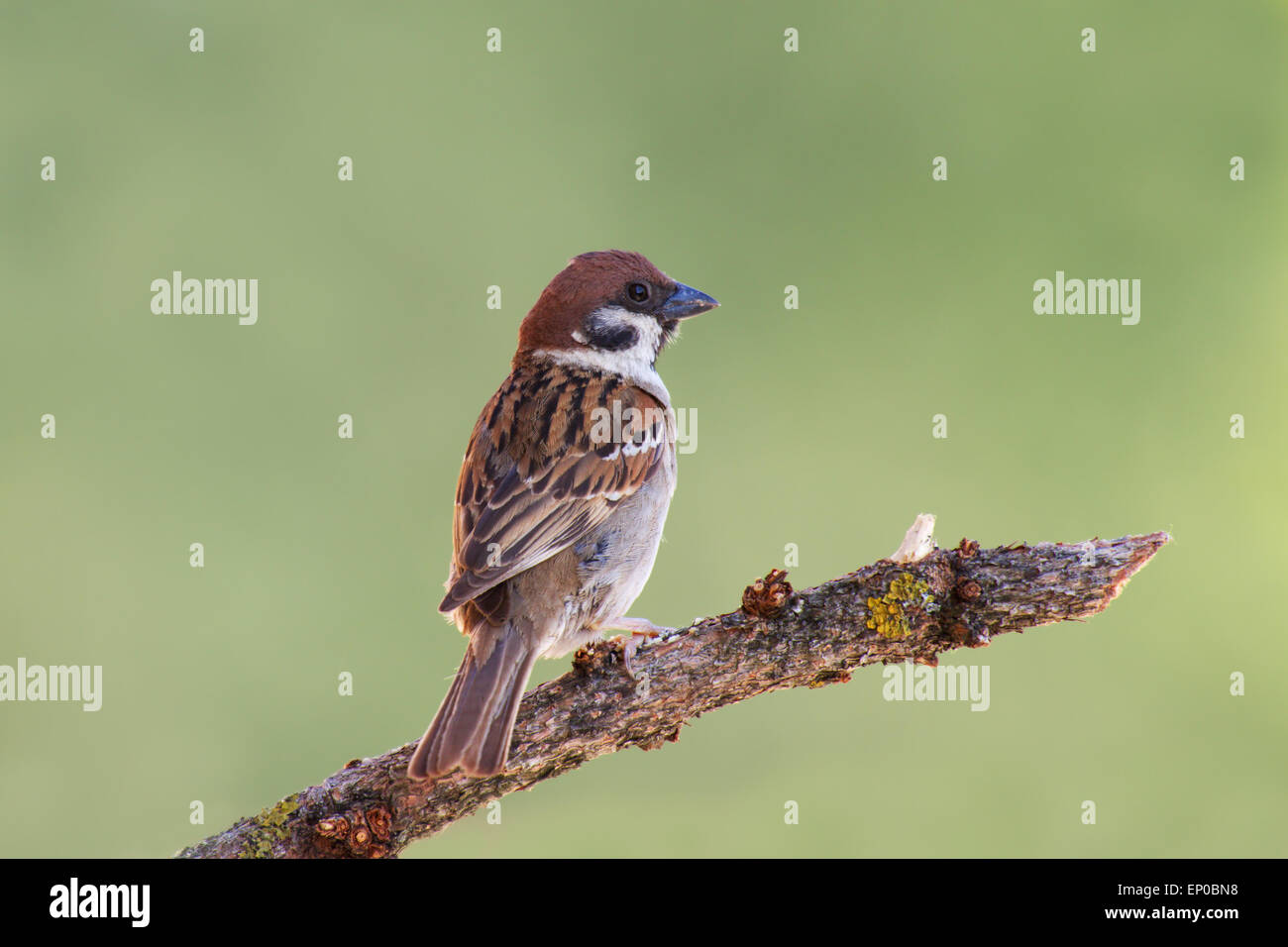 beautiful specimen of sparrow on a perch Stock Photo - Alamy