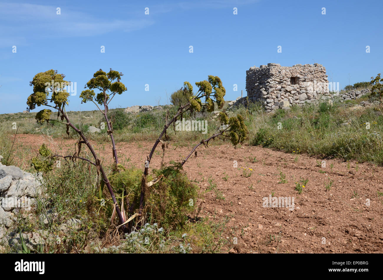 shooting hide, Marfa Ridge, North Malta, Mediterranean Stock Photo - Alamy