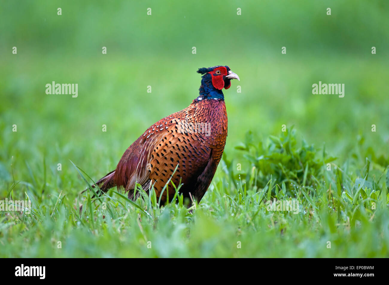 Pheasant hunting hi-res stock photography and images - Alamy