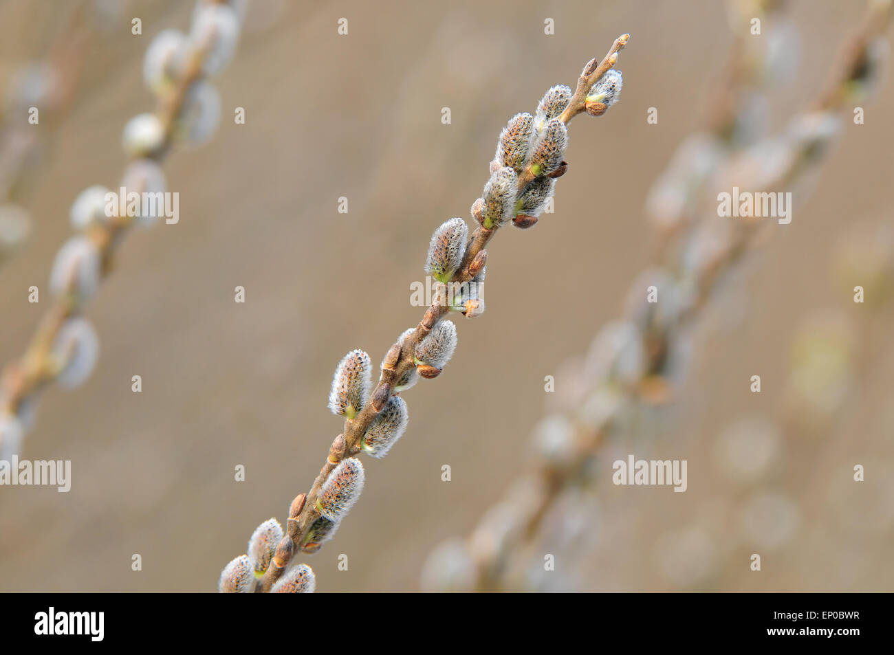 March catkin hi-res stock photography and images - Alamy