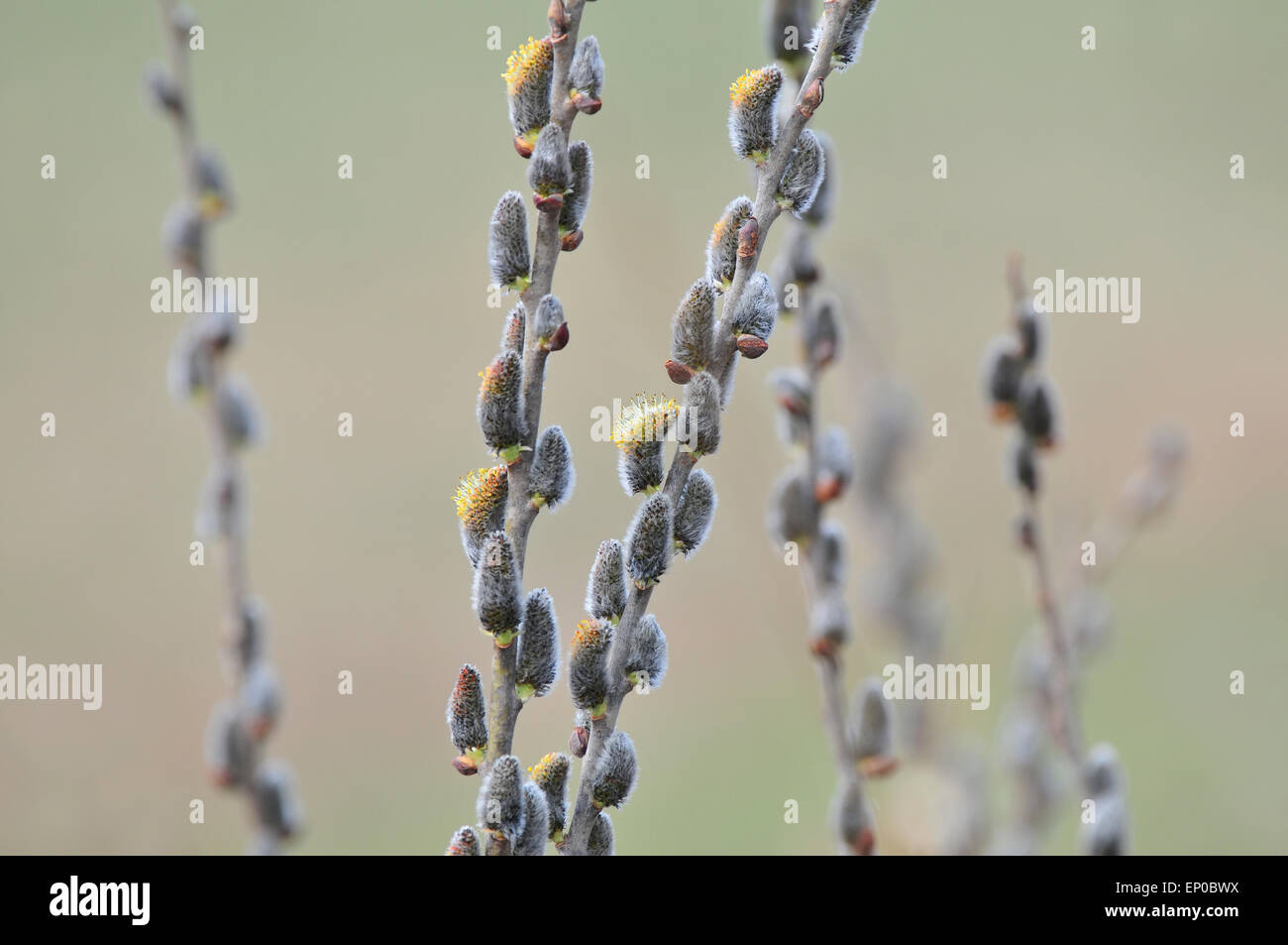 March catkin hi-res stock photography and images - Alamy