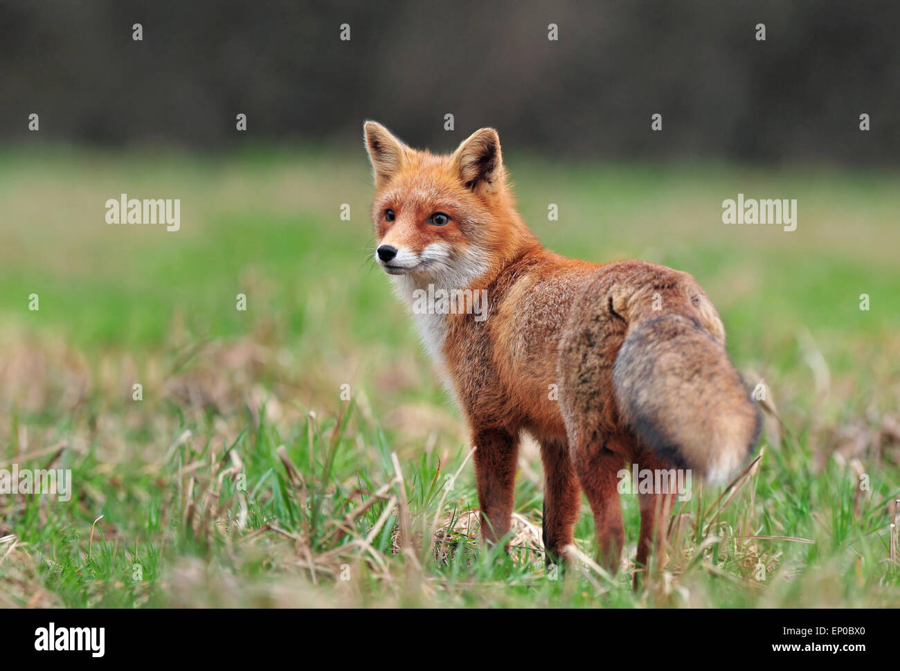 Red fox carnivore hi-res stock photography and images - Alamy