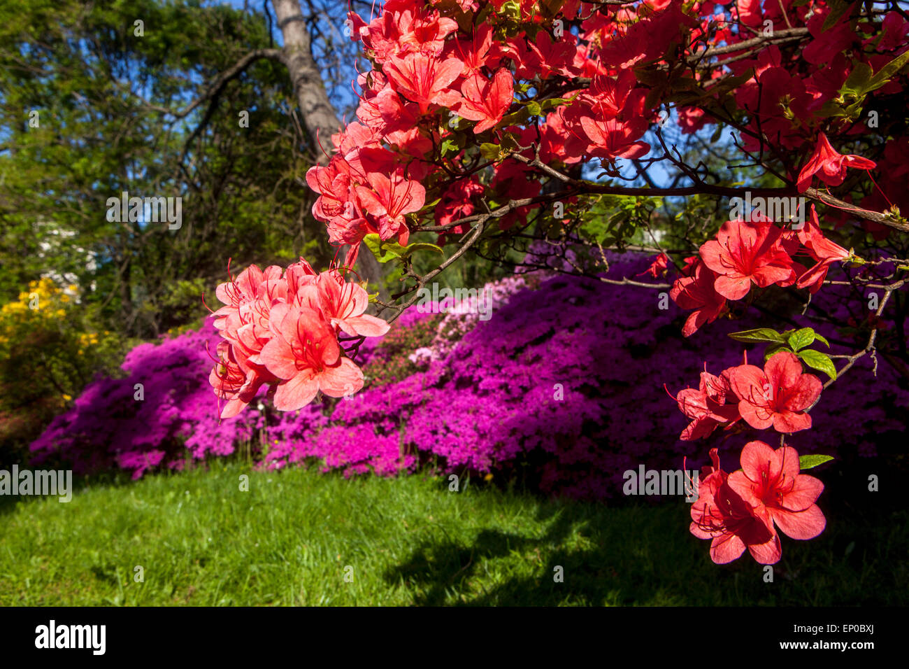 Rhododendrons and blooming azaleas, Flowering shrubs in spring border ...