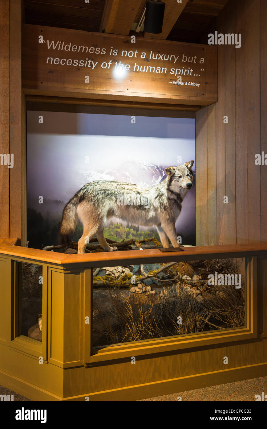 Timber wolf displays hi-res stock photography and images - Alamy