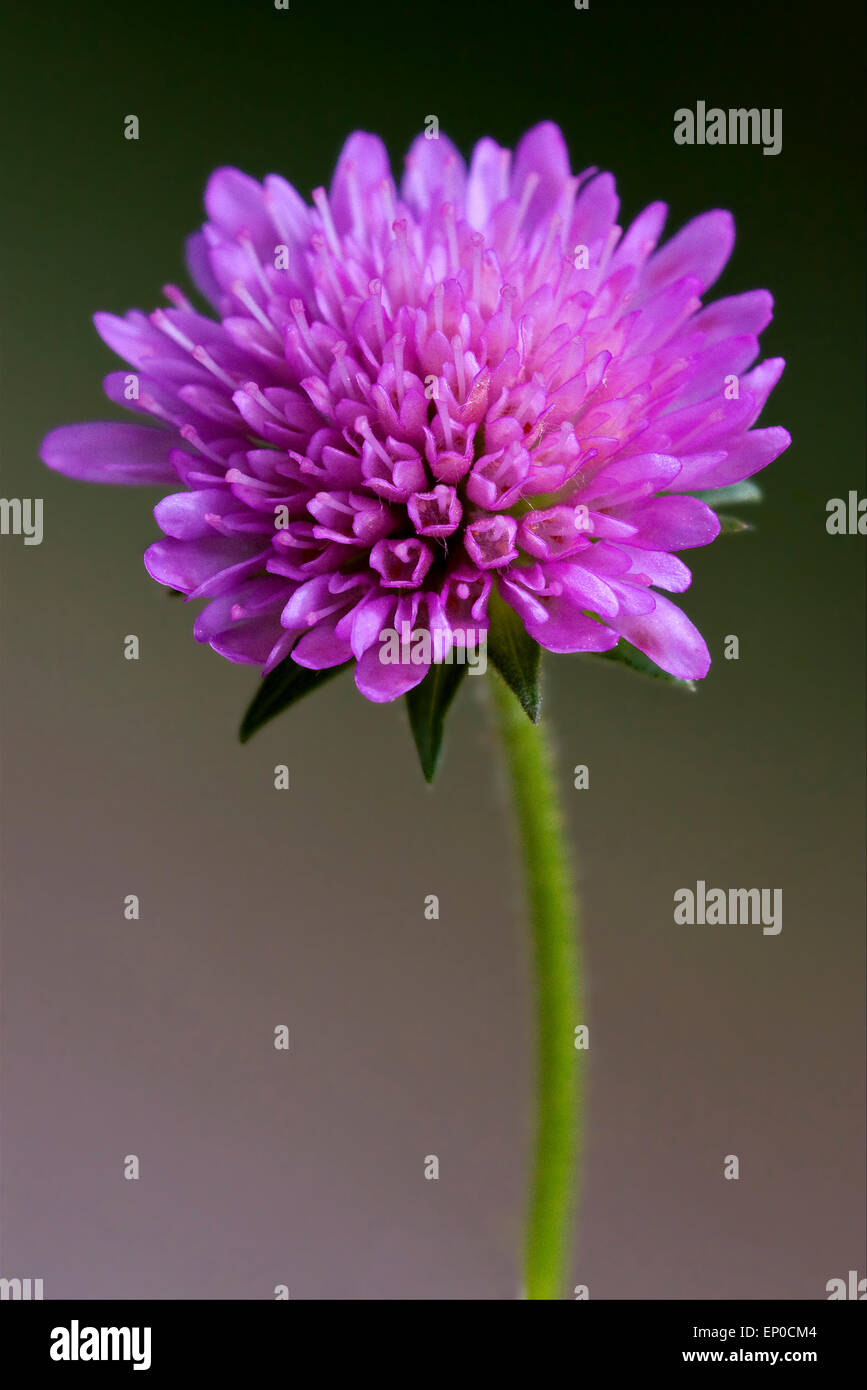 violet flower ,dispsacacea,labiate,mentha aquatica,scabioso Stock Photo ...