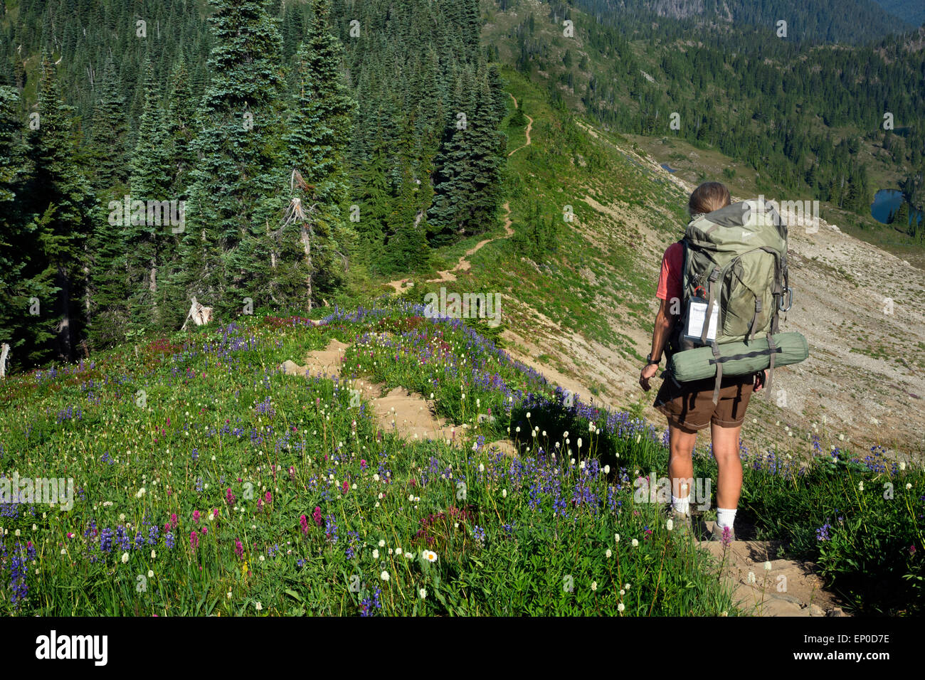 WA10693-00...WASHINGTON - Hiking through meadows on the High Divide in ...