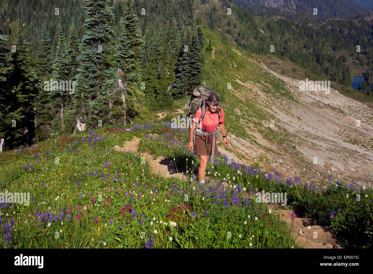 WA10694-00...WASHINGTON - Hiking through meadows on the High Divide in ...