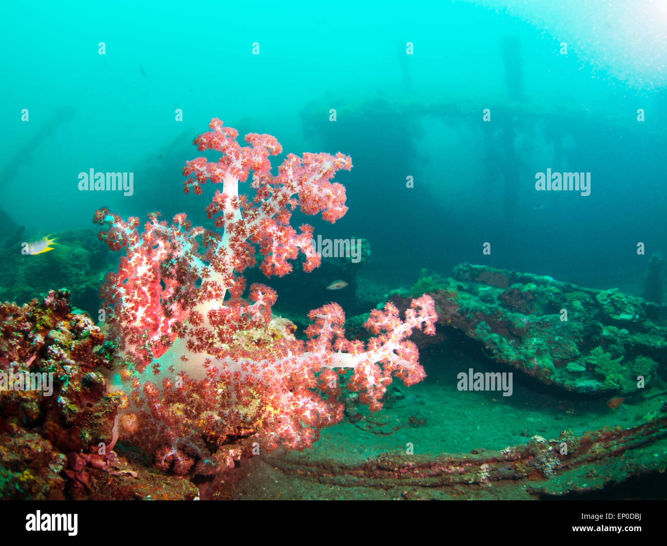 Colorful soft coral and fish on the WW2 Shipwreck the Liberty at ...