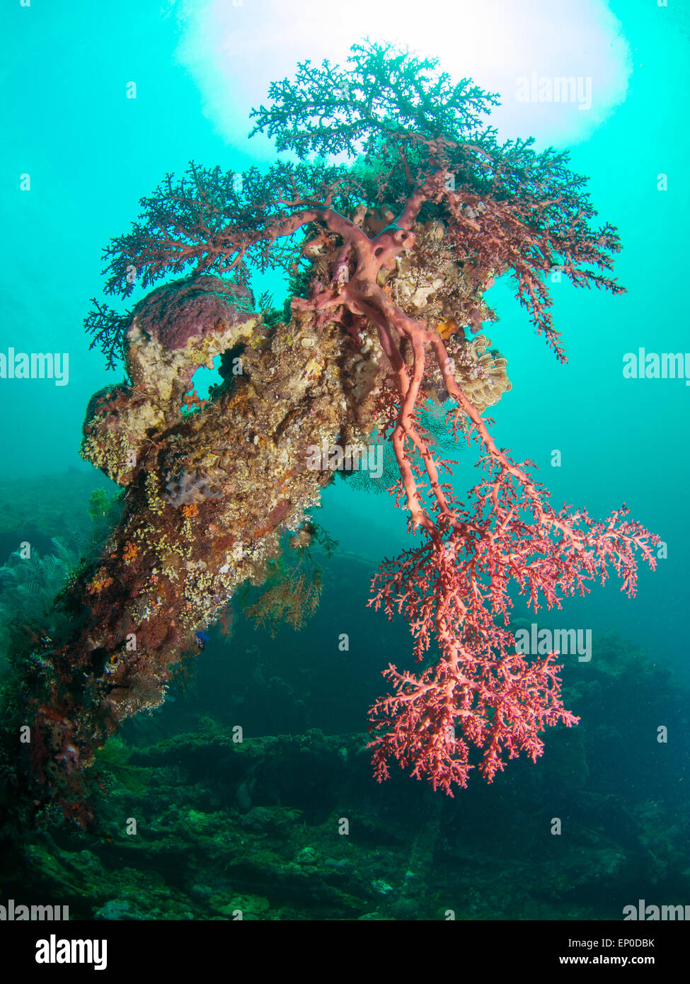 Coral reef fish shipwreck hi-res stock photography and images - Alamy