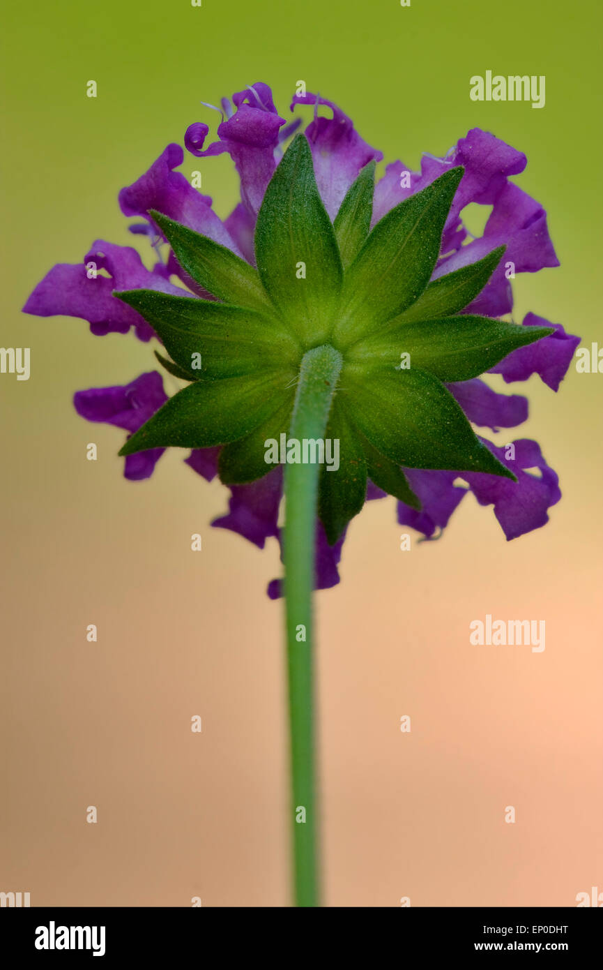 rear of a violet flower ,dispsacacea,labiate,mentha aquatica,scabioso ...