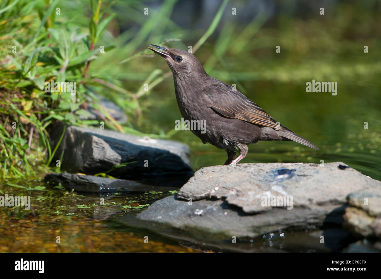 A young Starling drinks from a garden pond, summer, Hastings, East ...