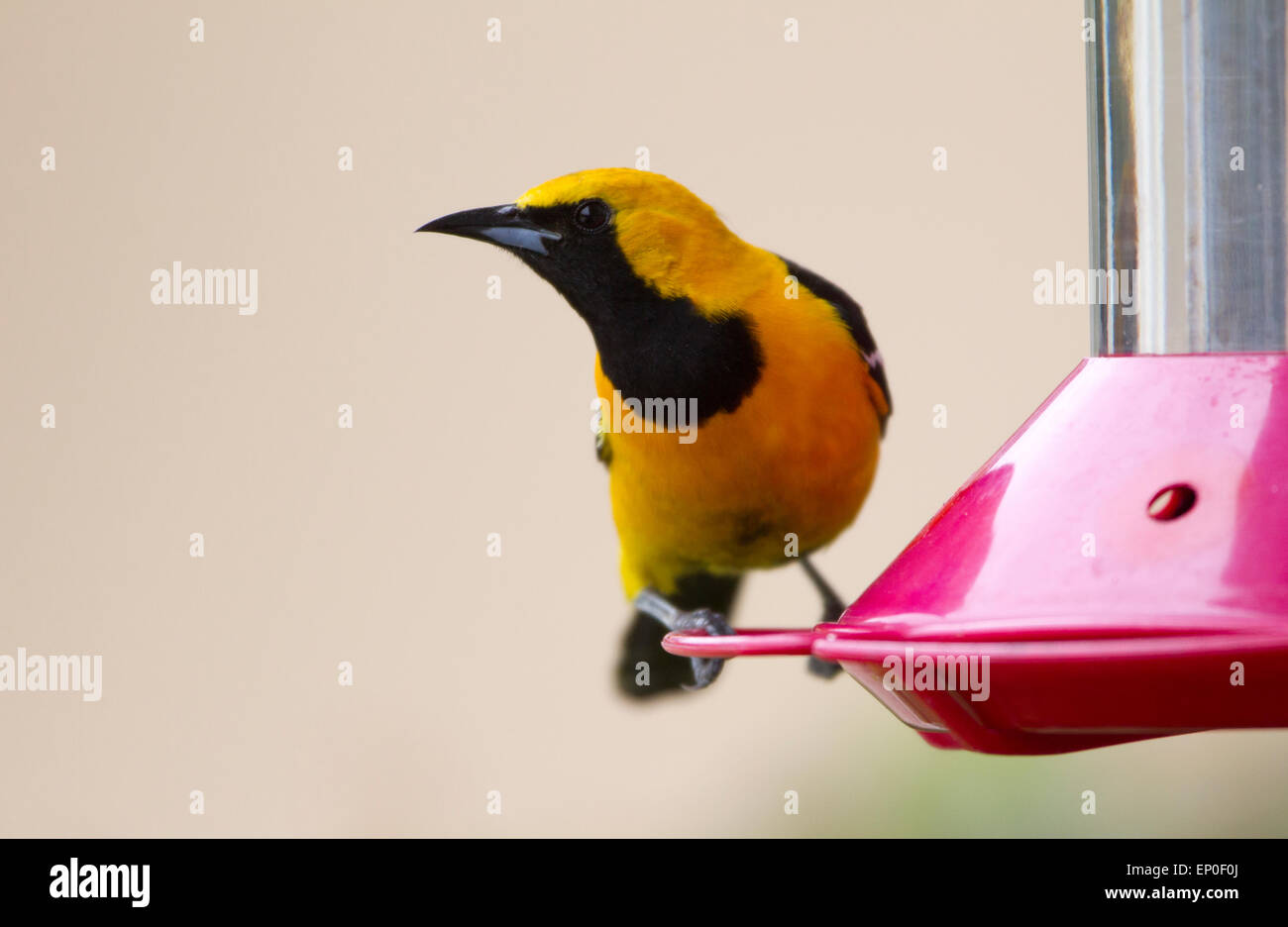 Male black hooded oriole hi-res stock photography and images - Alamy