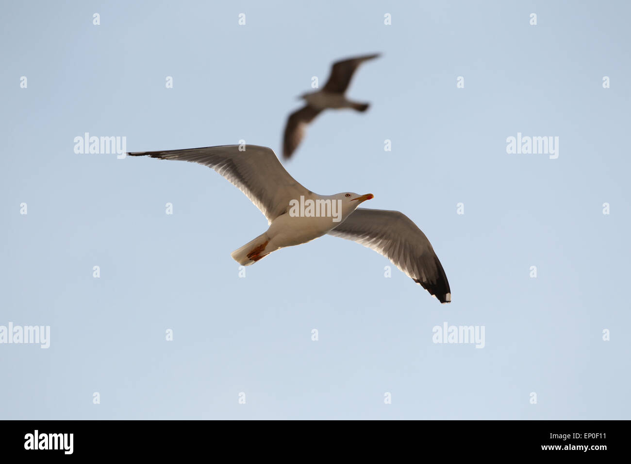 two seagulls in flight Stock Photo - Alamy