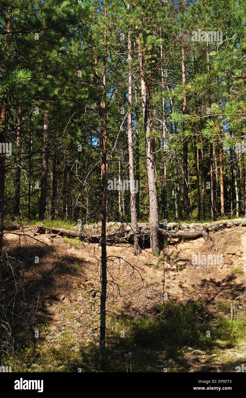 Forest landscape with pines and small sandy break Stock Photo - Alamy