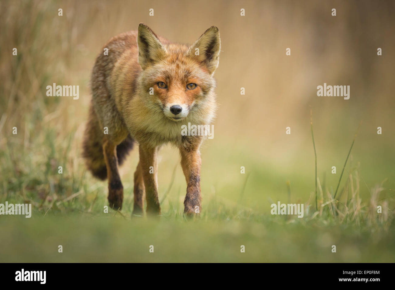 Vixen red fox cub hi-res stock photography and images - Alamy
