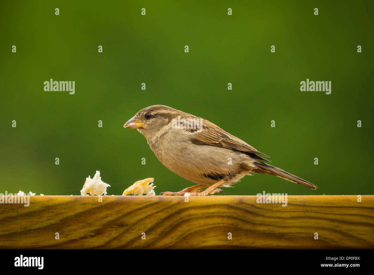 Bird eating bread crusts hi-res stock photography and images - Alamy