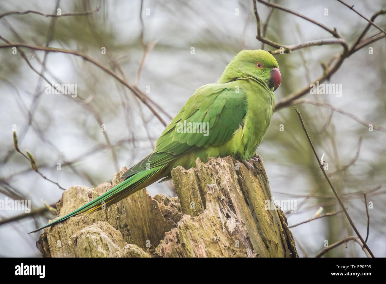 Rose-ringed parakeet (Psittacula krameri), also known as the ring ...