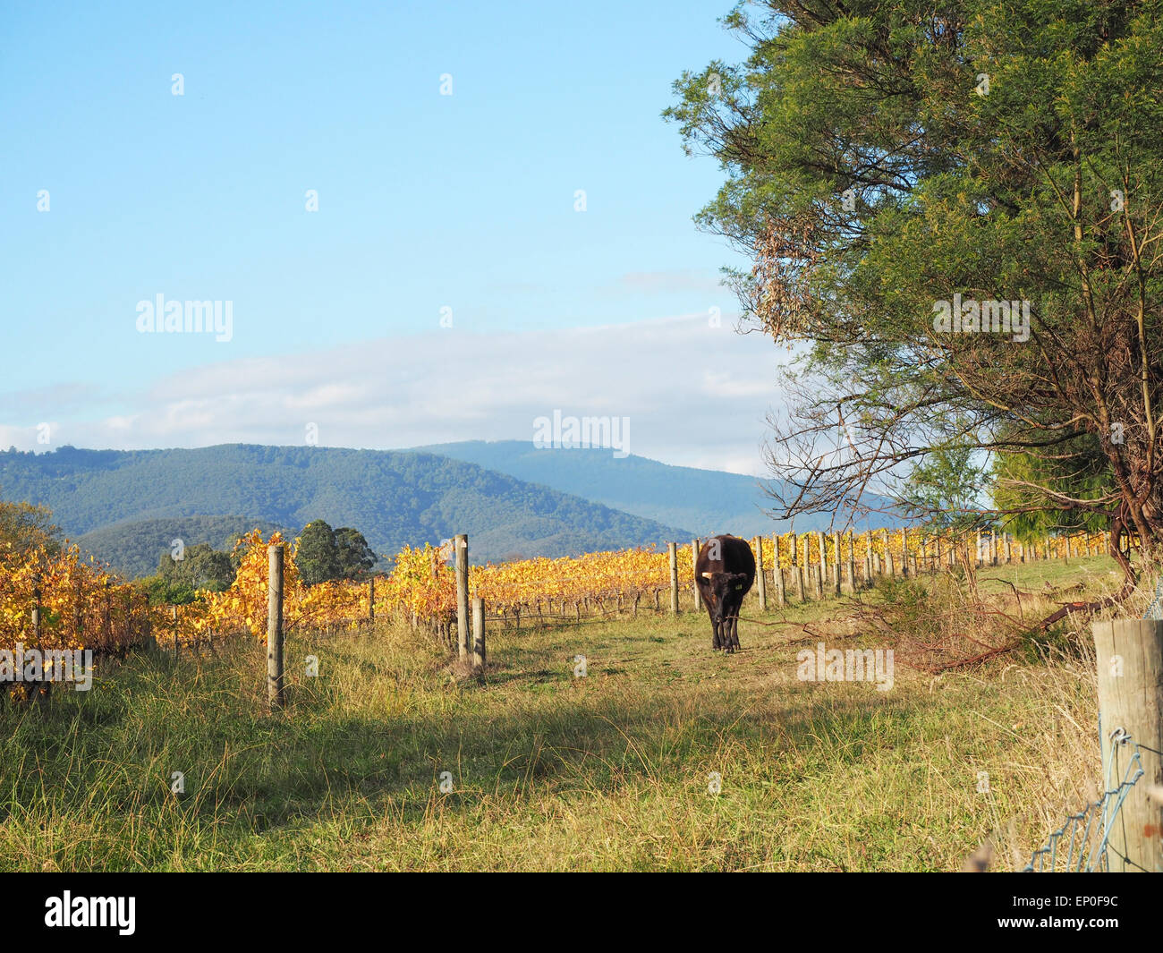 Yarra Ranges National Park Stock Photo - Alamy