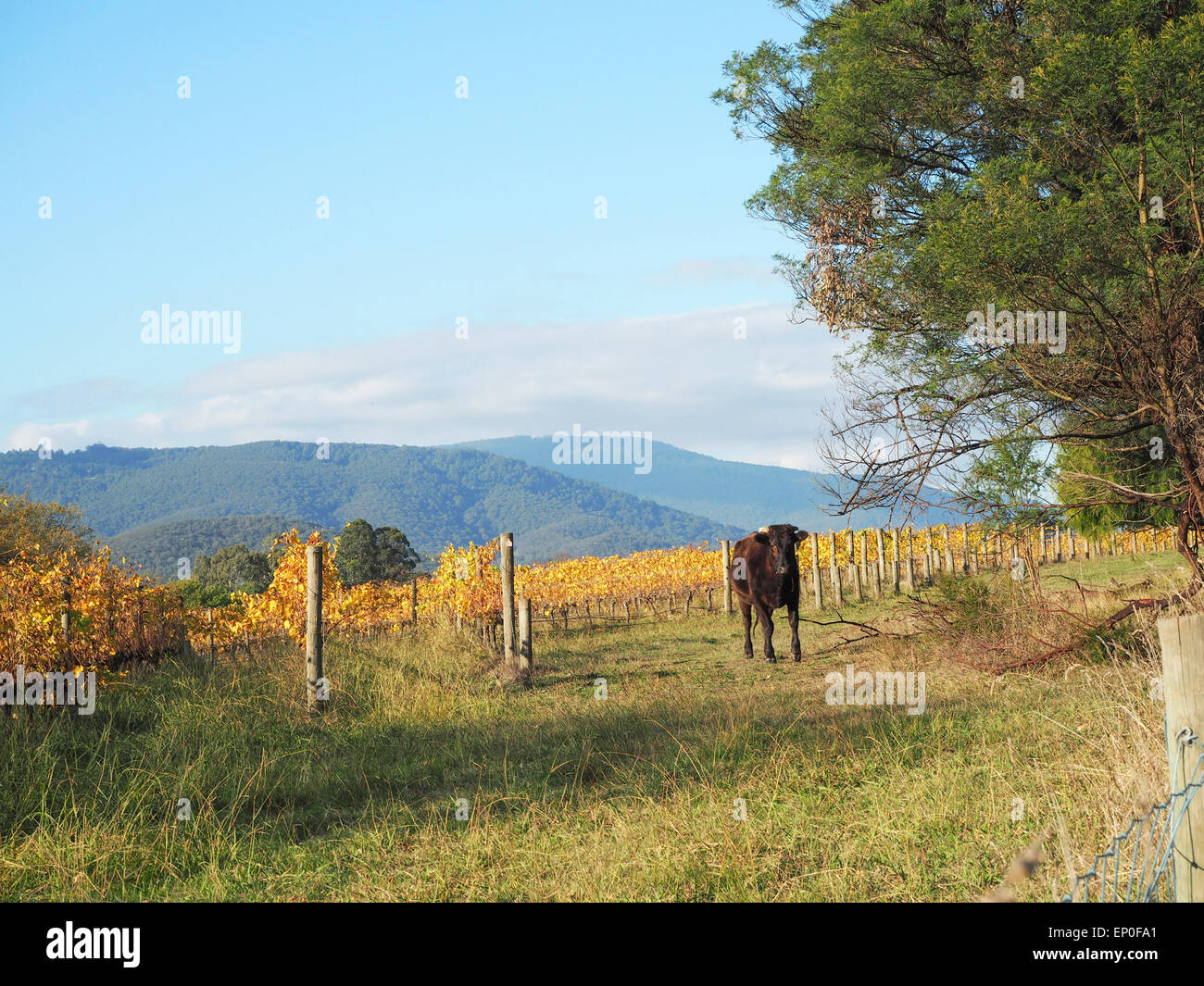 The yarra ranges hi-res stock photography and images - Alamy