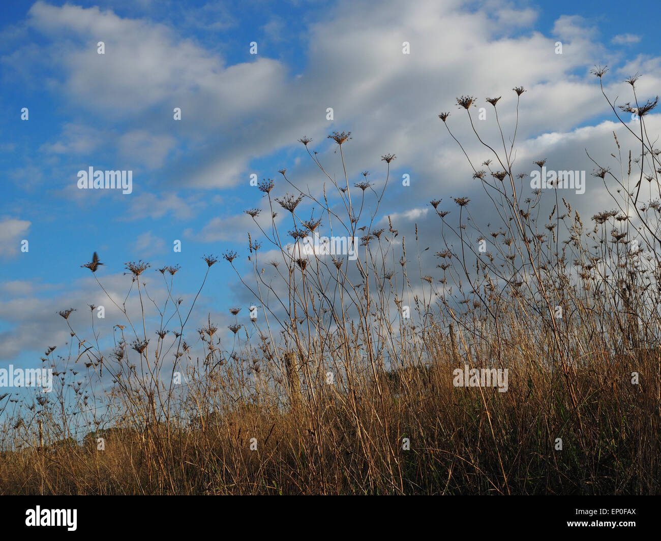 Dry flowers in a field Stock Photo - Alamy