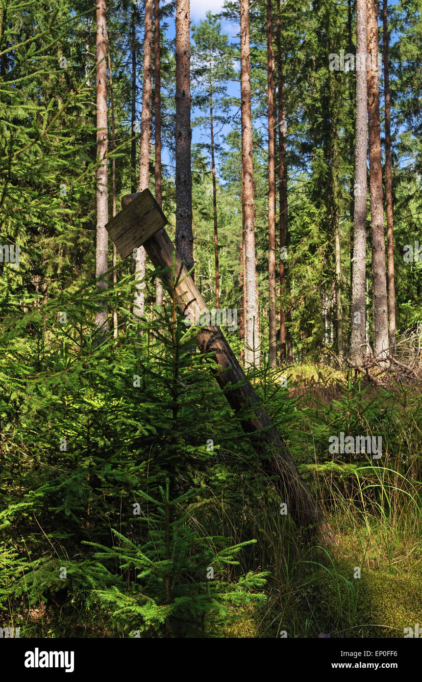 Forest landscape with pines, young fir-trees and wooden column with old ...