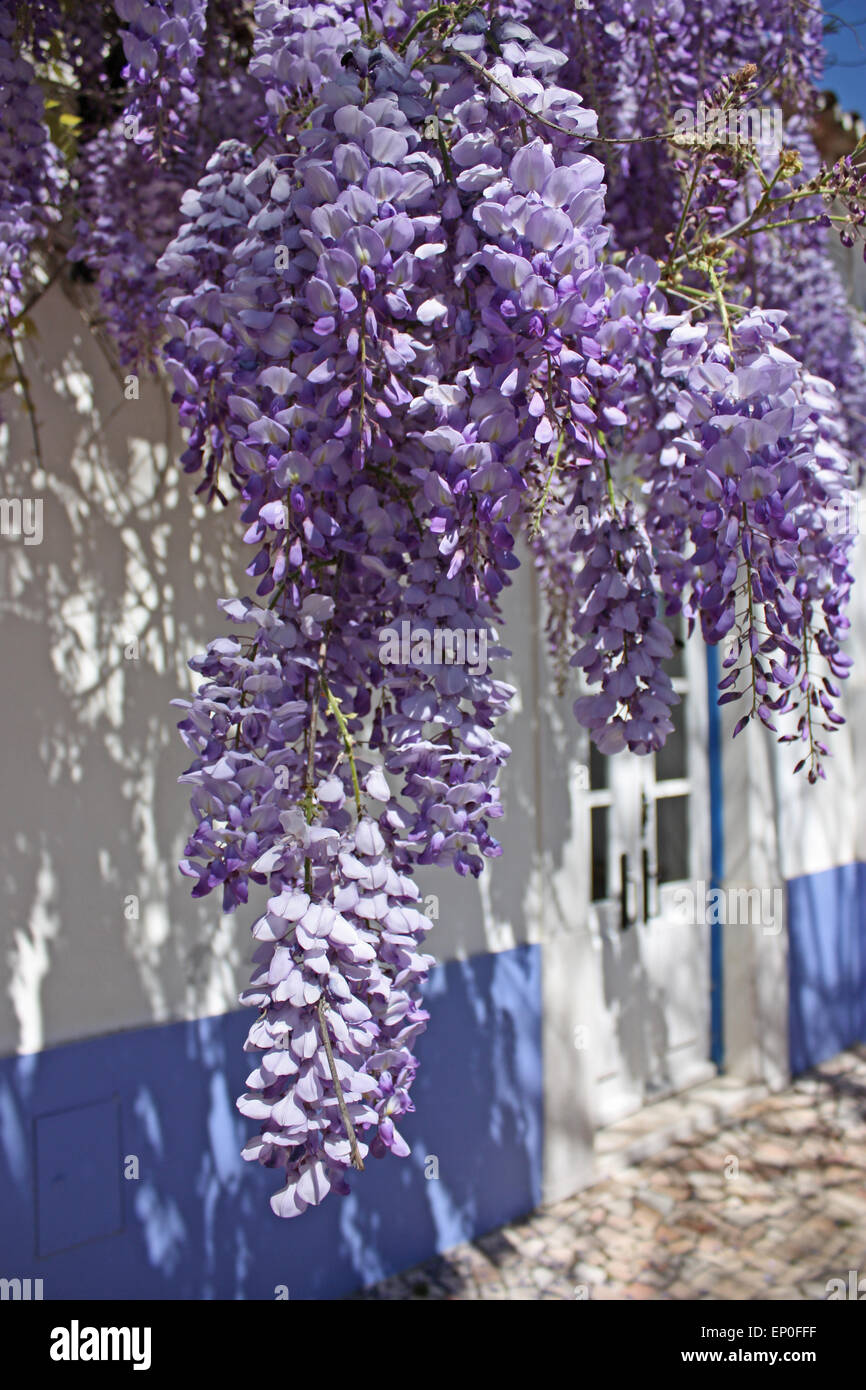 Glicinia Sinensis Cuidados De La Glicinia O Wisteria Sinensis: Cómo