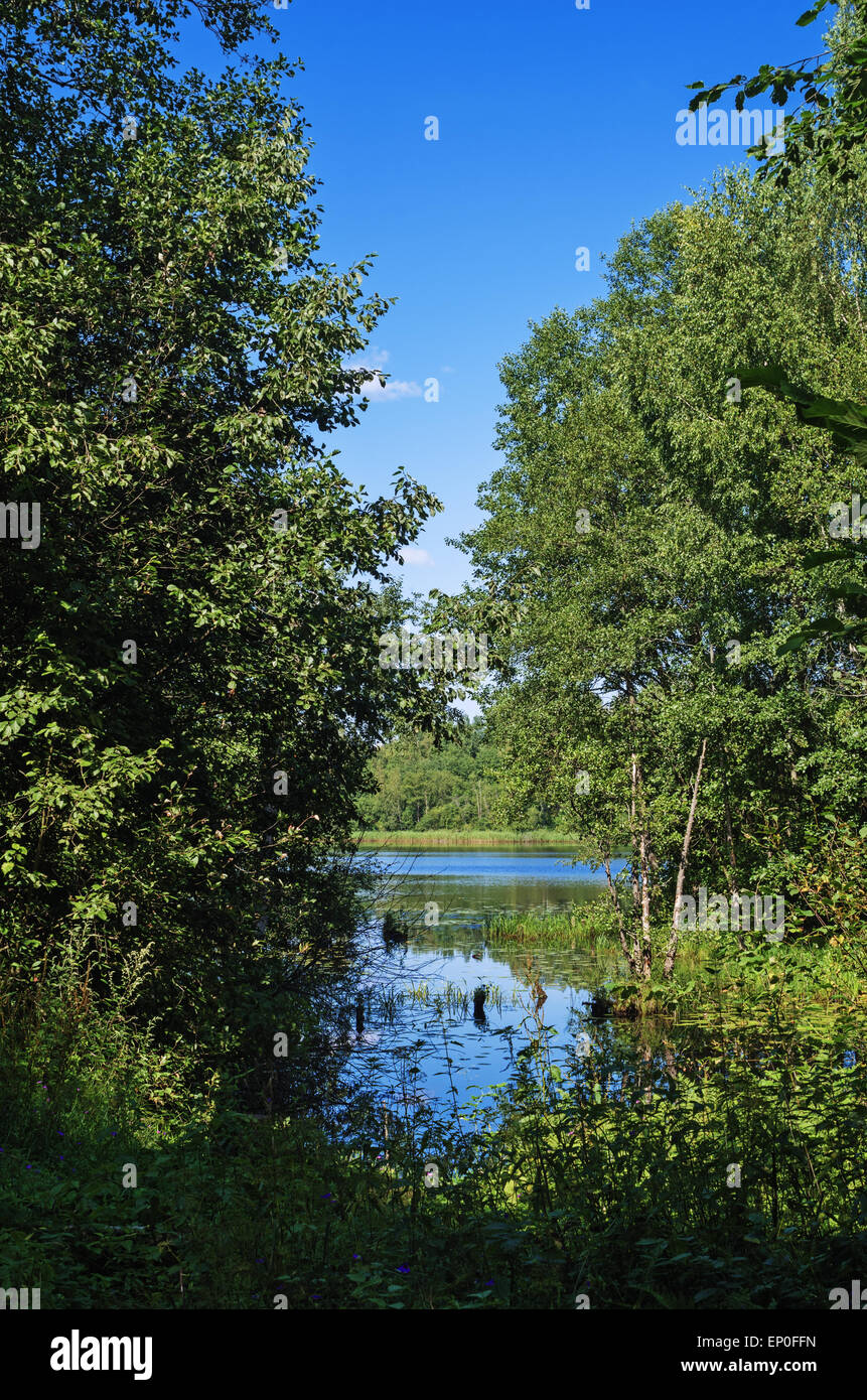 Forest landscape with lake, cane, lilies and sky reflection in water ...