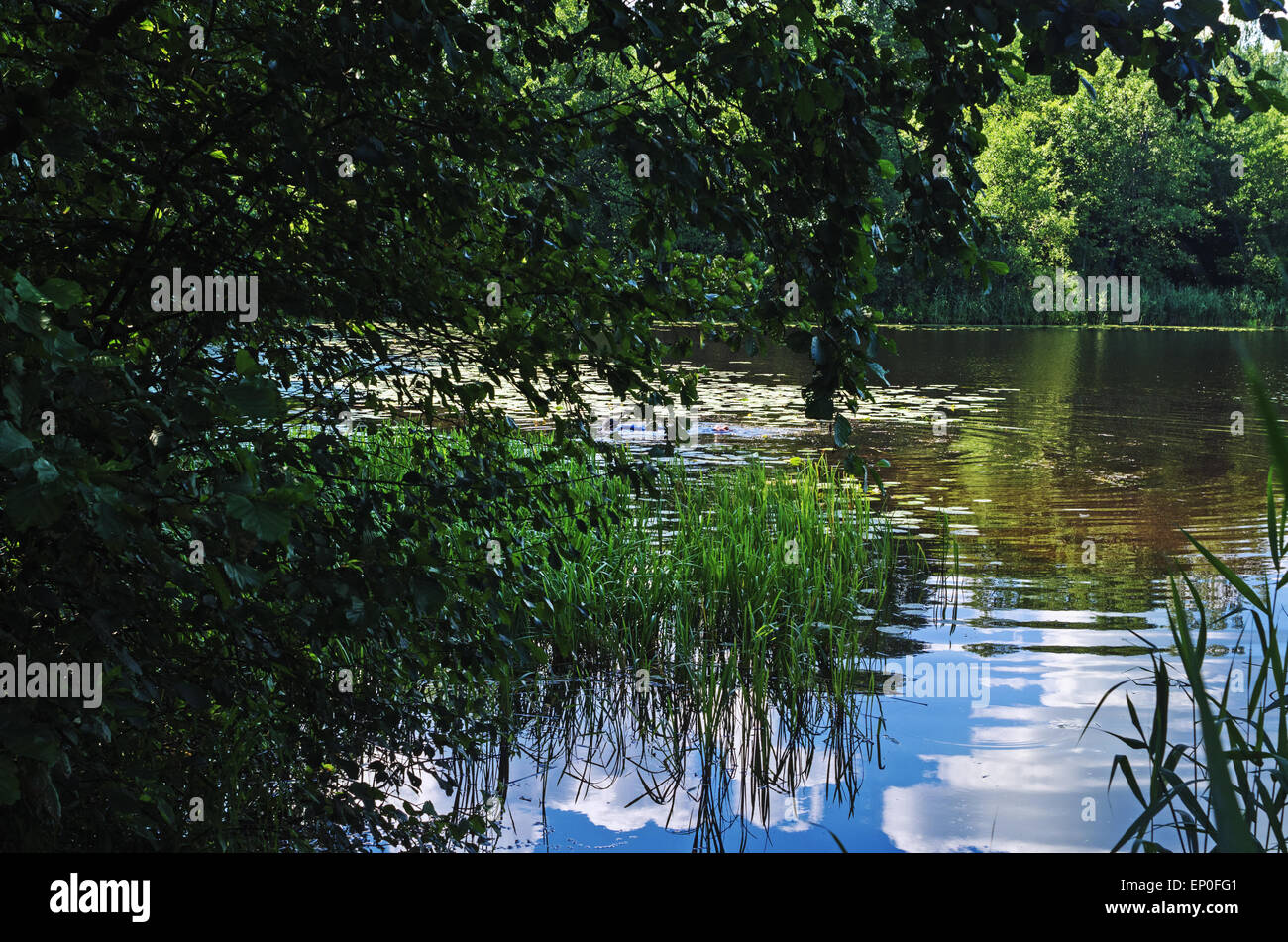 Forest landscape with lake, cane, sky reflection and diver Stock Photo ...